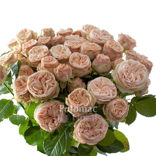 Spray Rose, Gentle Trendsetter - Potomac Floral Wholesale
