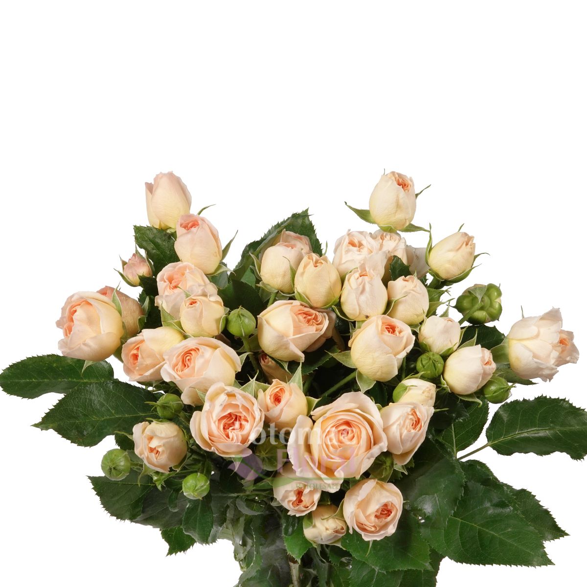Garden Spray Rose, Julianne - Cabbage Shape Peachy Color - Potomac ...