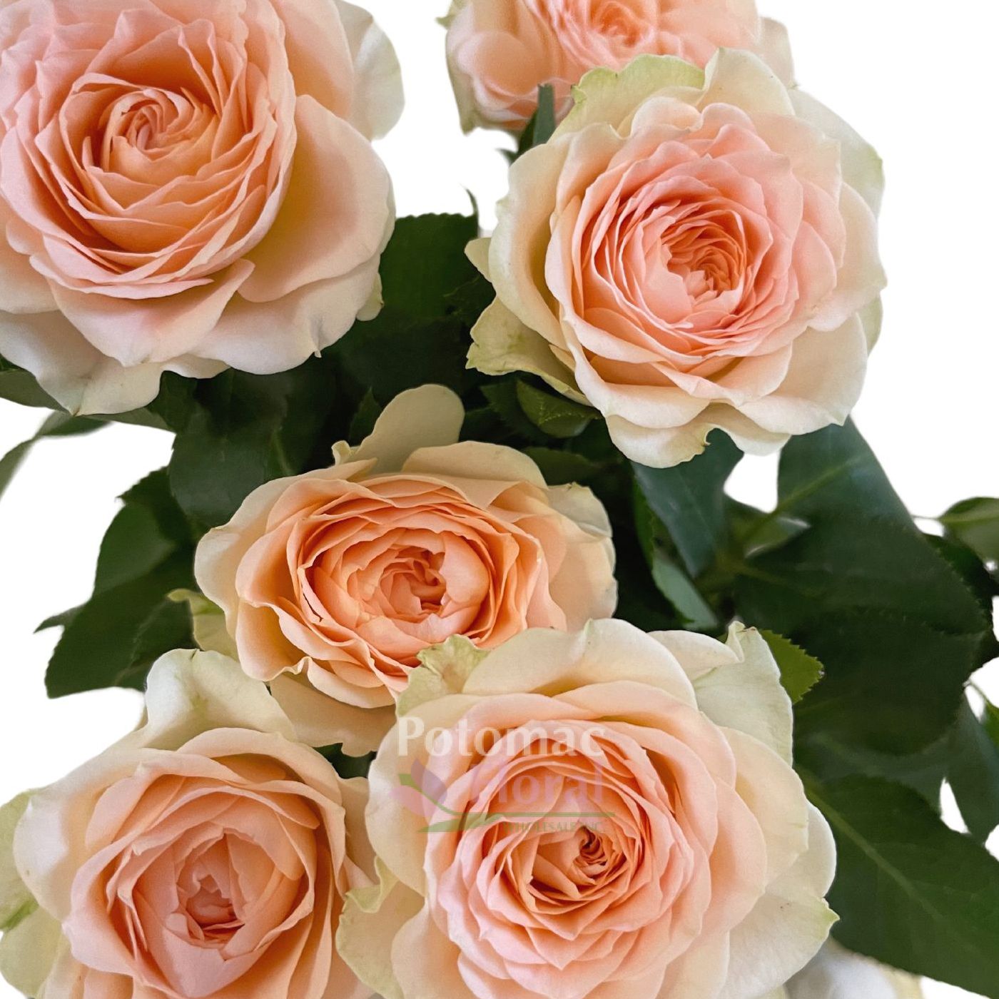Sancerre - Blush Peach Spray Rose - Potomac Floral Wholesale