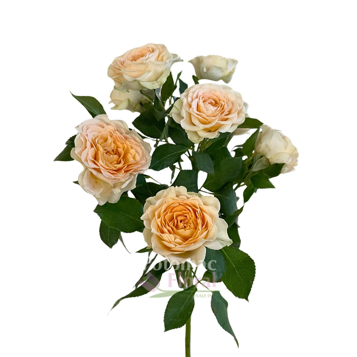 Sancerre - Blush Peach Spray Rose - Potomac Floral Wholesale