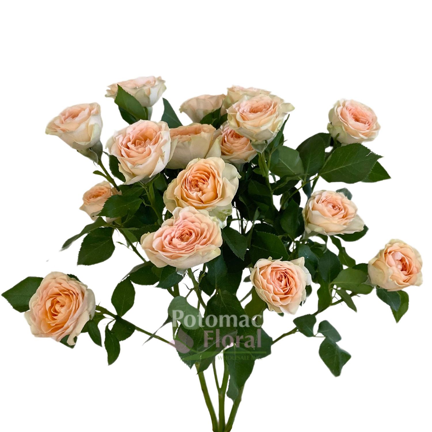 Sancerre - Blush Peach Spray Rose - Potomac Floral Wholesale