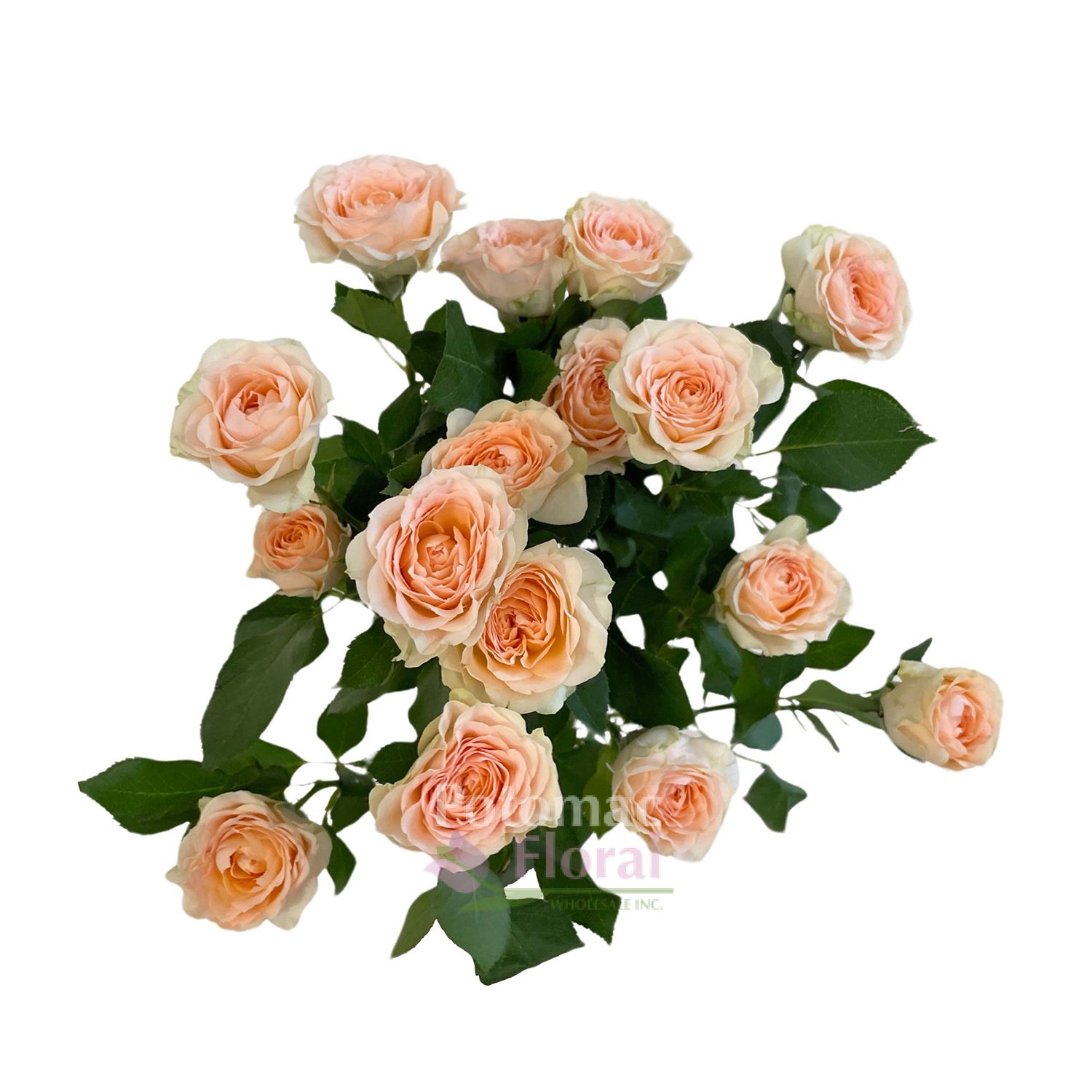 Sancerre - Blush Peach Spray Rose - Potomac Floral Wholesale