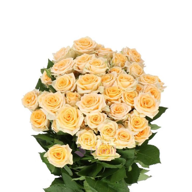 Spray Rose, Trinity Peach - Potomac Floral Wholesale