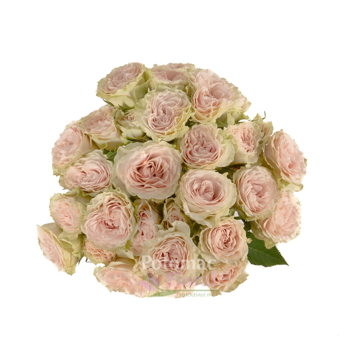 Green Apple Spray Rose blush with green - Potomac Floral Wholesale