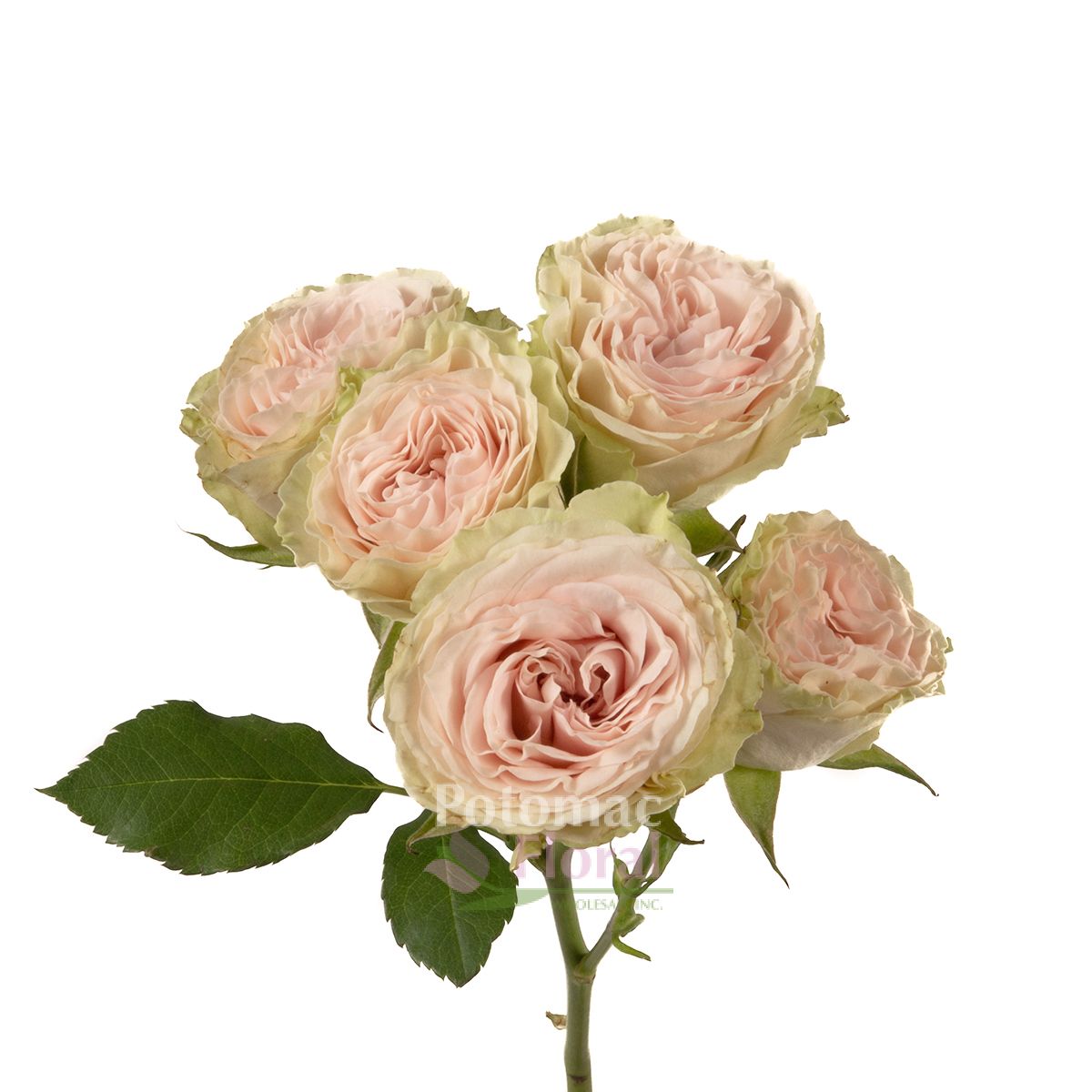Green Apple Spray Rose blush with green - Potomac Floral Wholesale