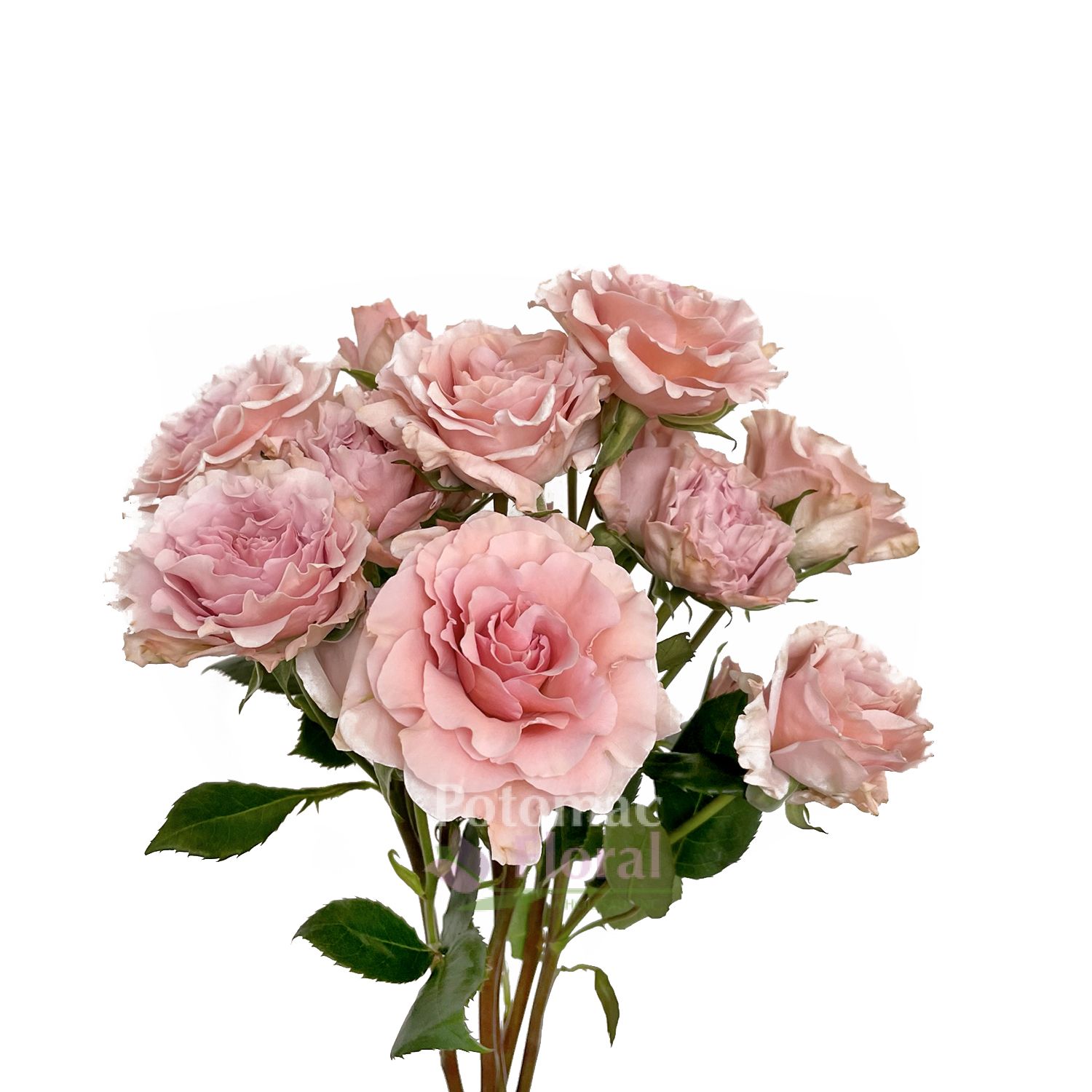 Be Loving Light Pink Ruffle Spray Rose - Potomac Floral Wholesale
