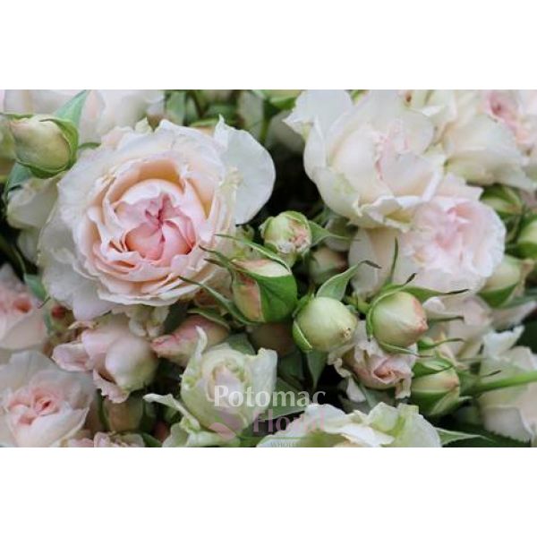 Ginger Spray Rose - Blush Pink - Potomac Floral Wholesale