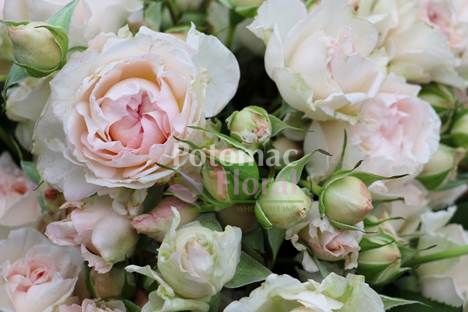 Ginger Spray Rose - Blush Pink - Potomac Floral Wholesale