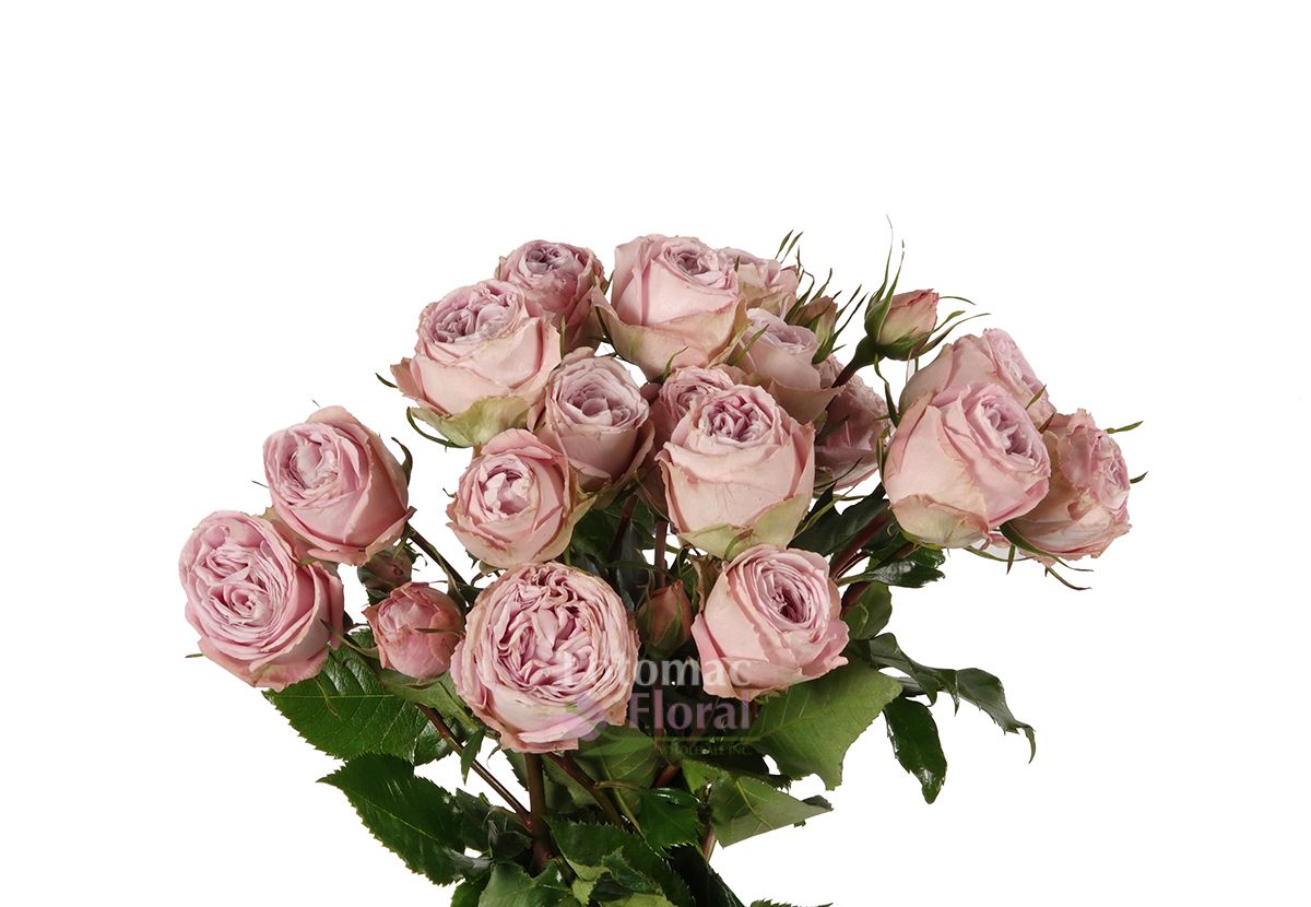 Cozumel Dusty Pink Spray Rose - Potomac Floral Wholesale