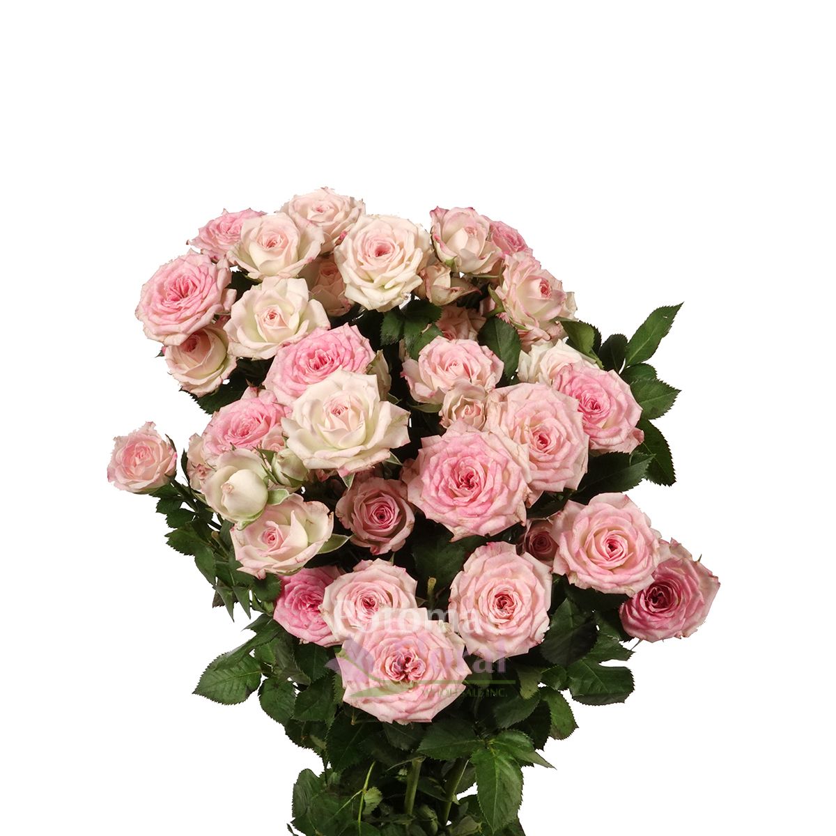 Creamy Twister Antique Pink and Cream Spray Rose - Potomac Floral Wholesale
