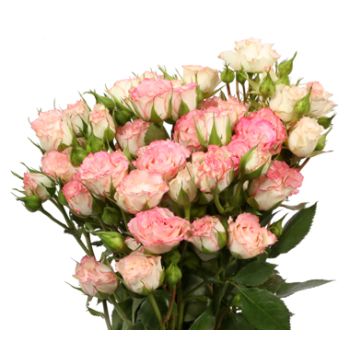 Electra Spray Rose Bi-Color Pink - Potomac Floral Wholesale