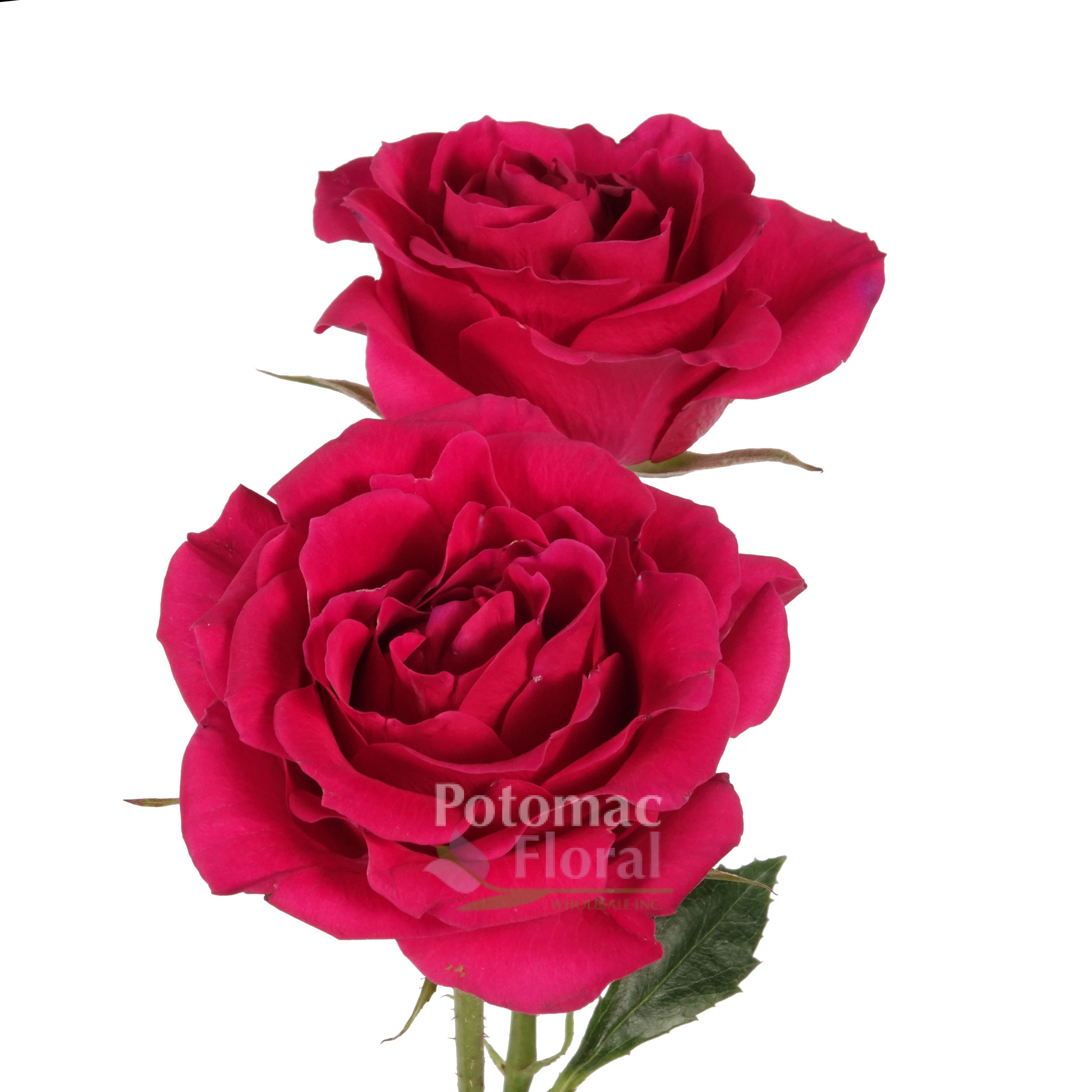 Spray Rose, Gem Star - fuchsia Hot pink - Potomac Floral Wholesale