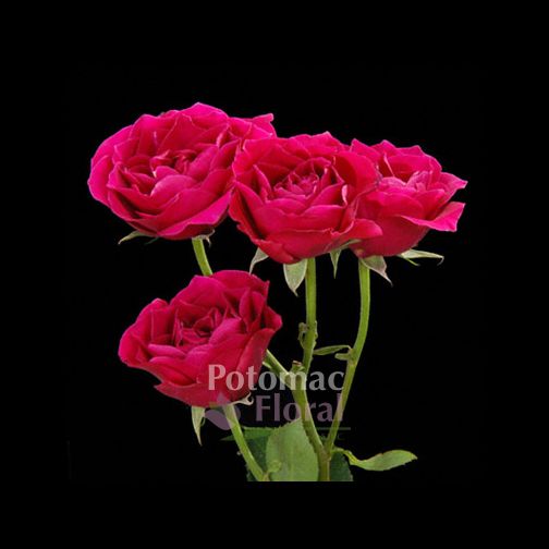 Hot Majolika Hot Pink Spray Rose open wide - Potomac Floral Wholesale