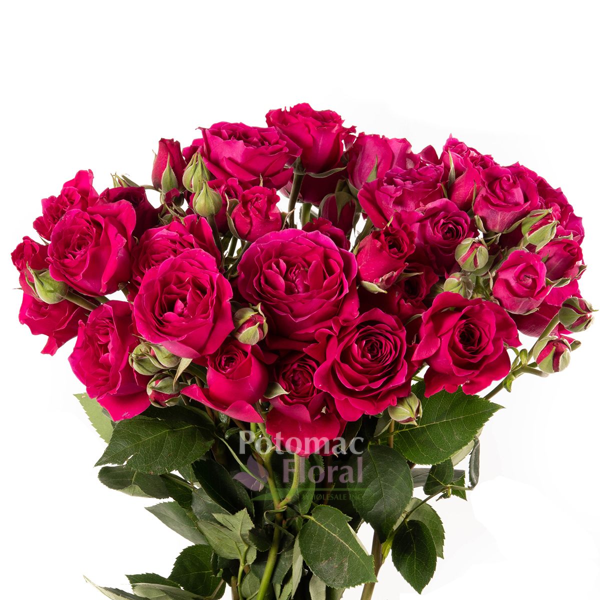 Hot Majolika Hot Pink Spray Rose open wide - Potomac Floral Wholesale