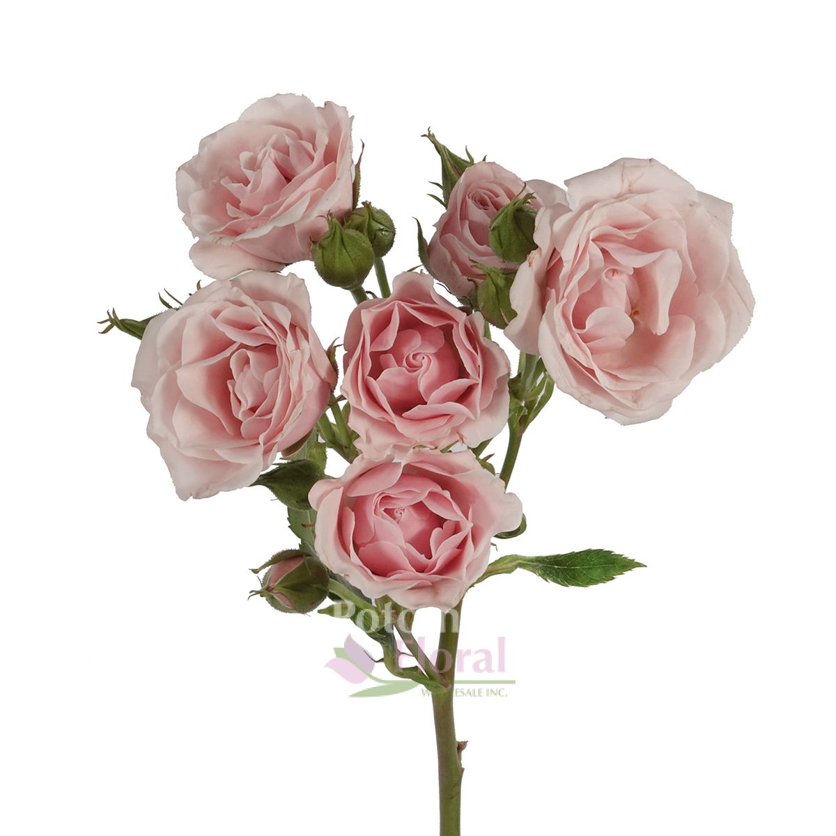 Majolika Light Pink Spray Rose - Potomac Floral Wholesale
