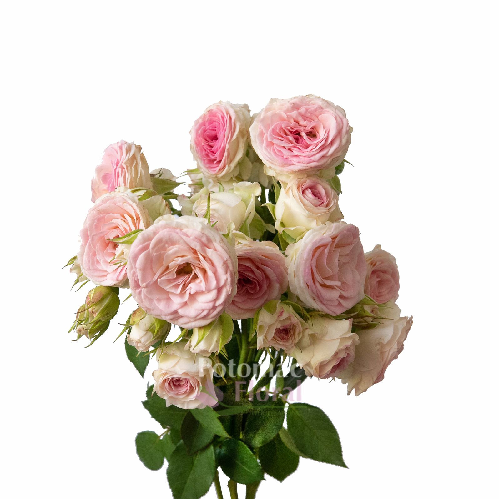 Spray Rose, Mimi Eden - Pink/Cream (Garden) - Potomac Floral Wholesale