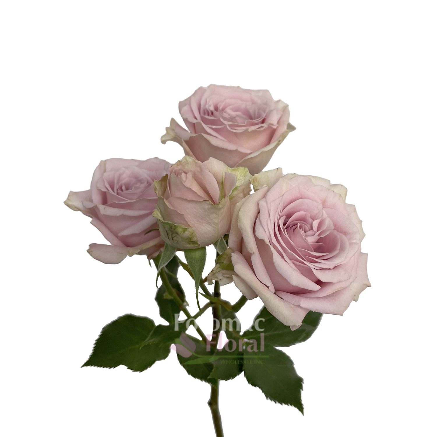 Portrait Spray Rose Dusty Pink - Potomac Floral Wholesale
