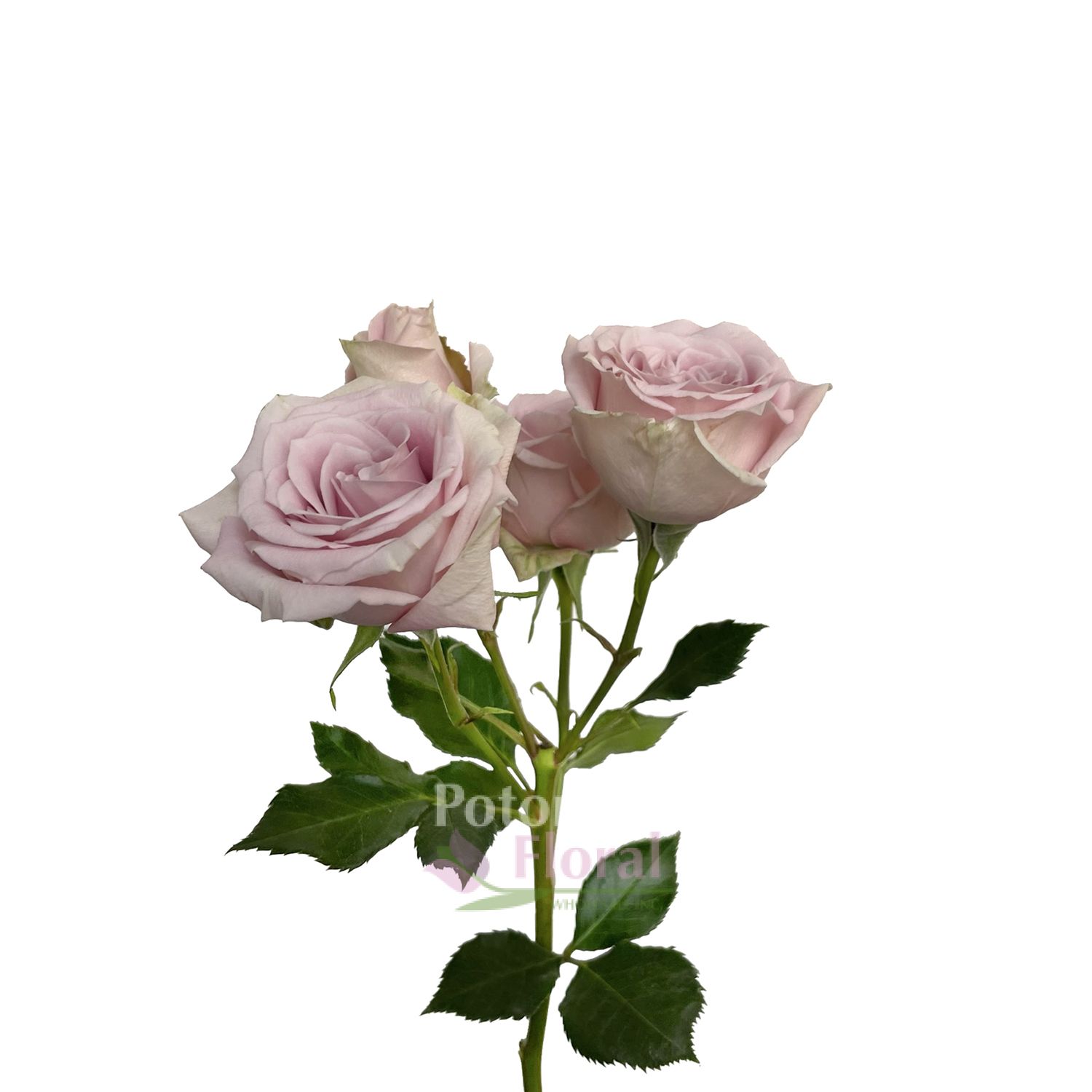 Portrait Spray Rose Dusty Pink - Potomac Floral Wholesale