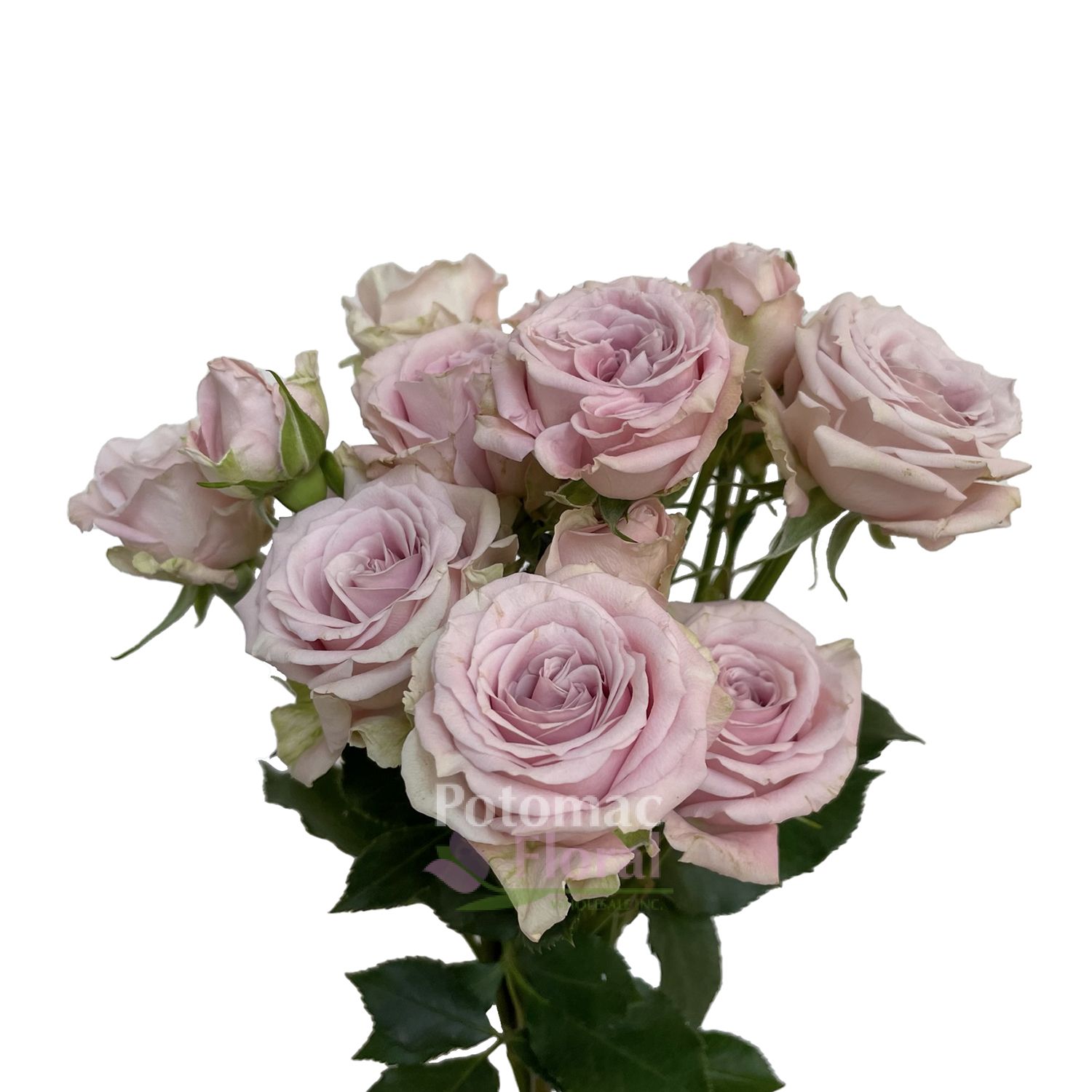 Portrait Spray Rose Dusty Pink - Potomac Floral Wholesale