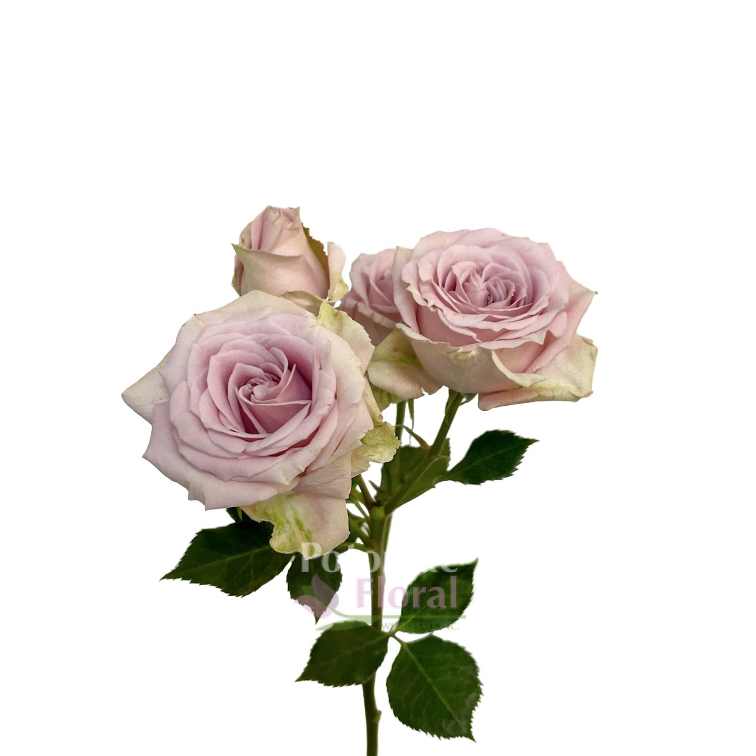 Portrait Spray Rose Dusty Pink - Potomac Floral Wholesale