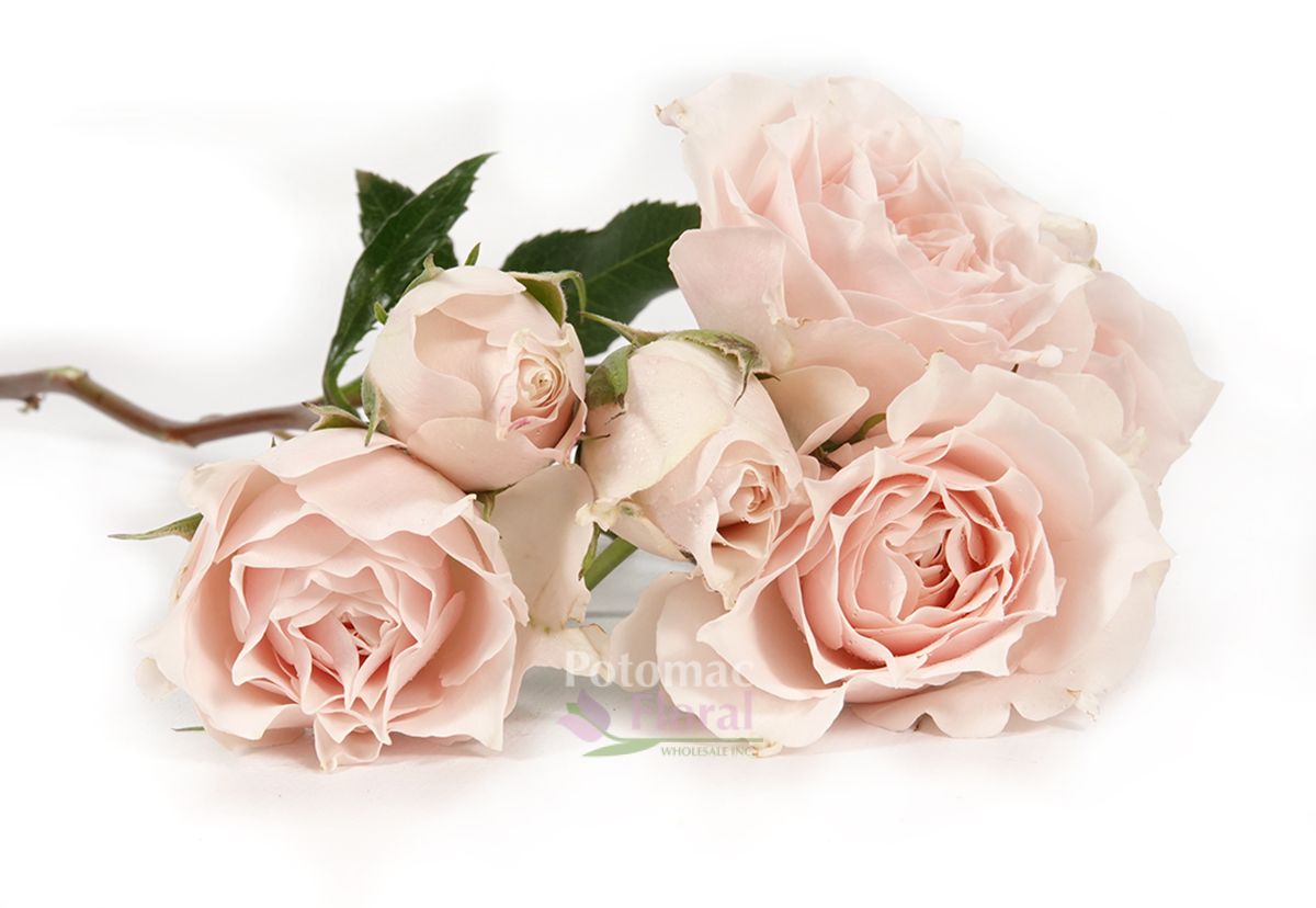 Bashful, Very Blush Pink Spray Roses - Potomac Floral Wholesale