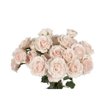 Bashful, Very Blush Pink Spray Roses - Potomac Floral Wholesale