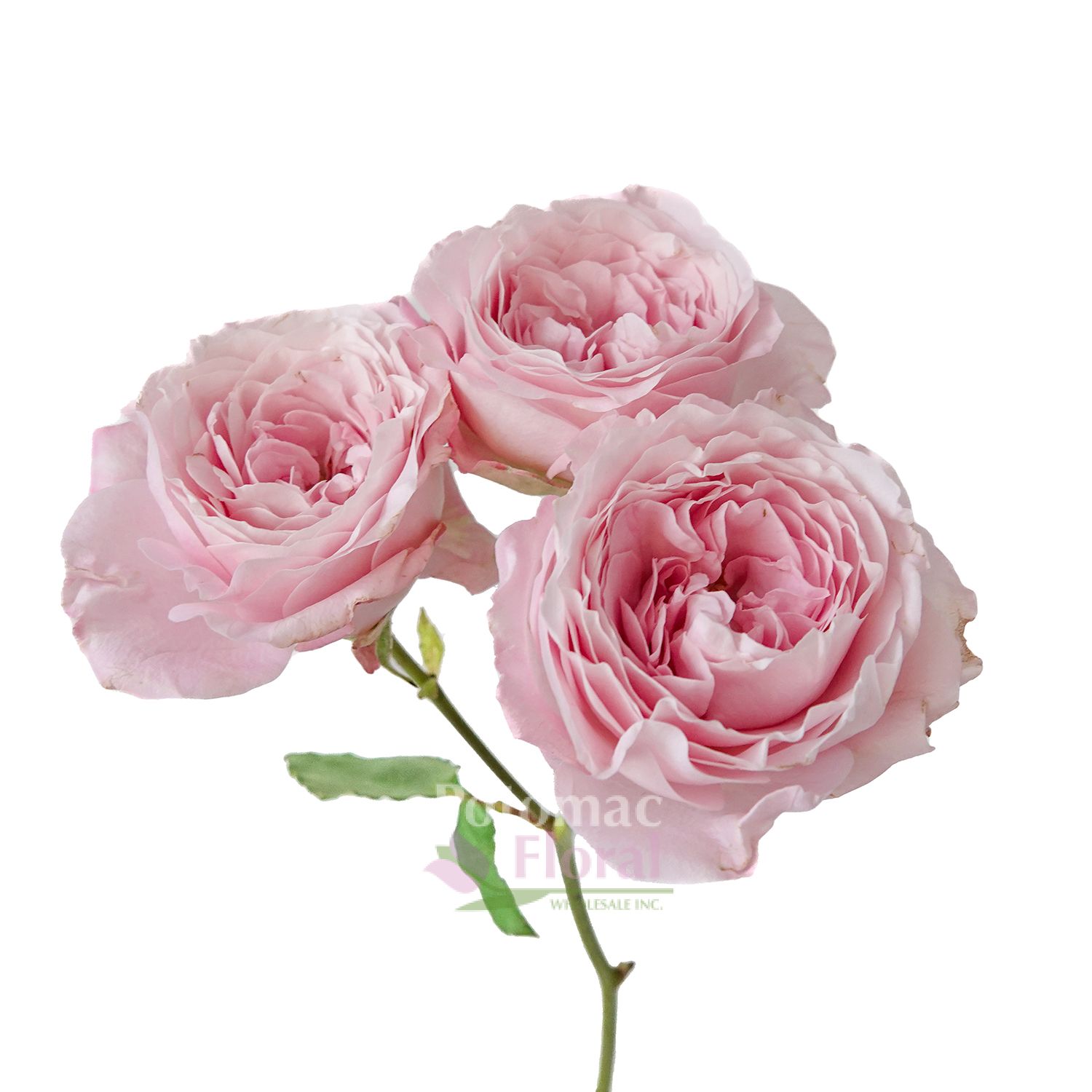 Garden Spray Rose, Fairy Kiss - Blush Pink - Potomac Floral Wholesale