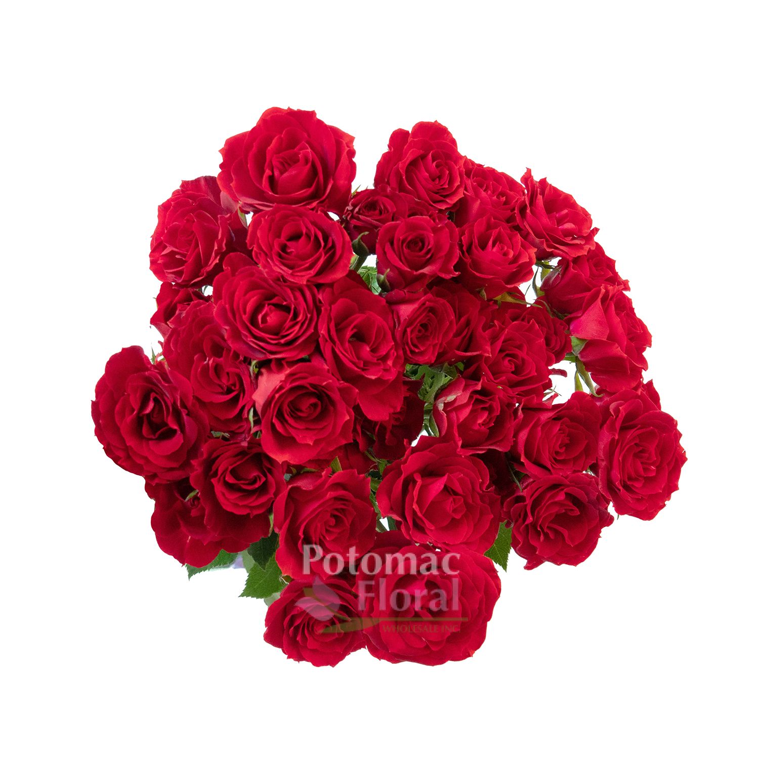Red Mikado Spray Rose - Potomac Floral Wholesale