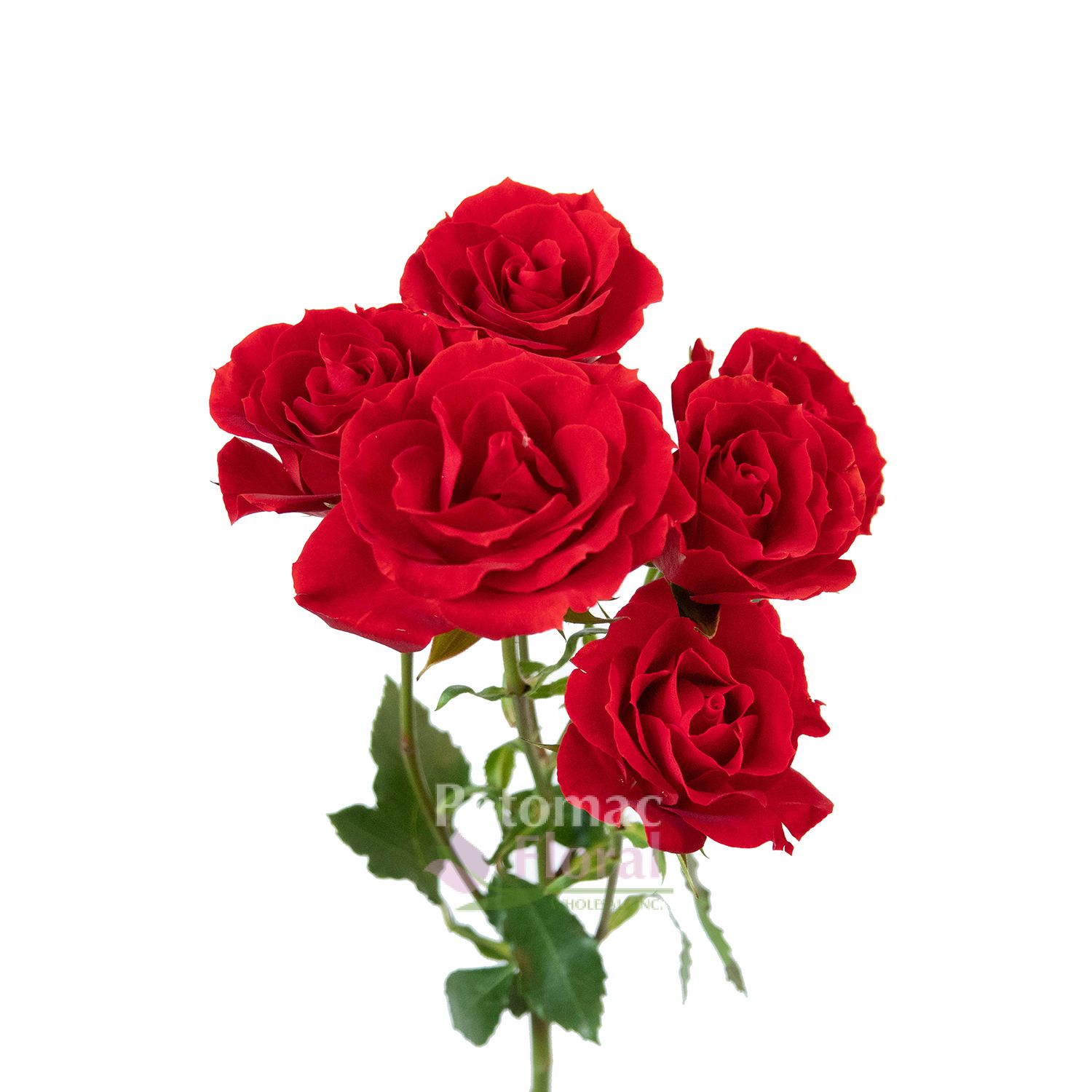 Red Mikado Spray Rose - Potomac Floral Wholesale