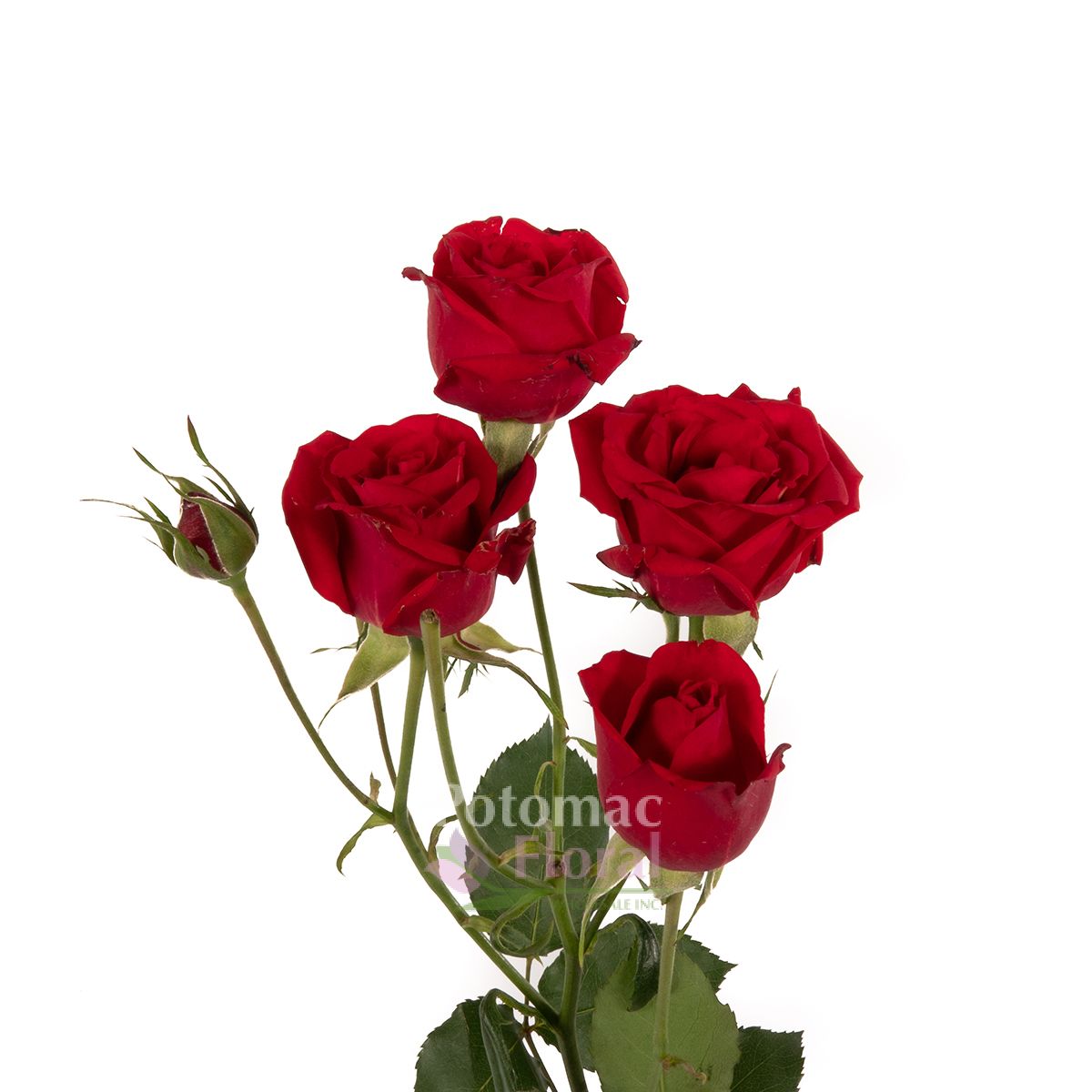 Scarlet Red Spray Rose - Potomac Floral Wholesale