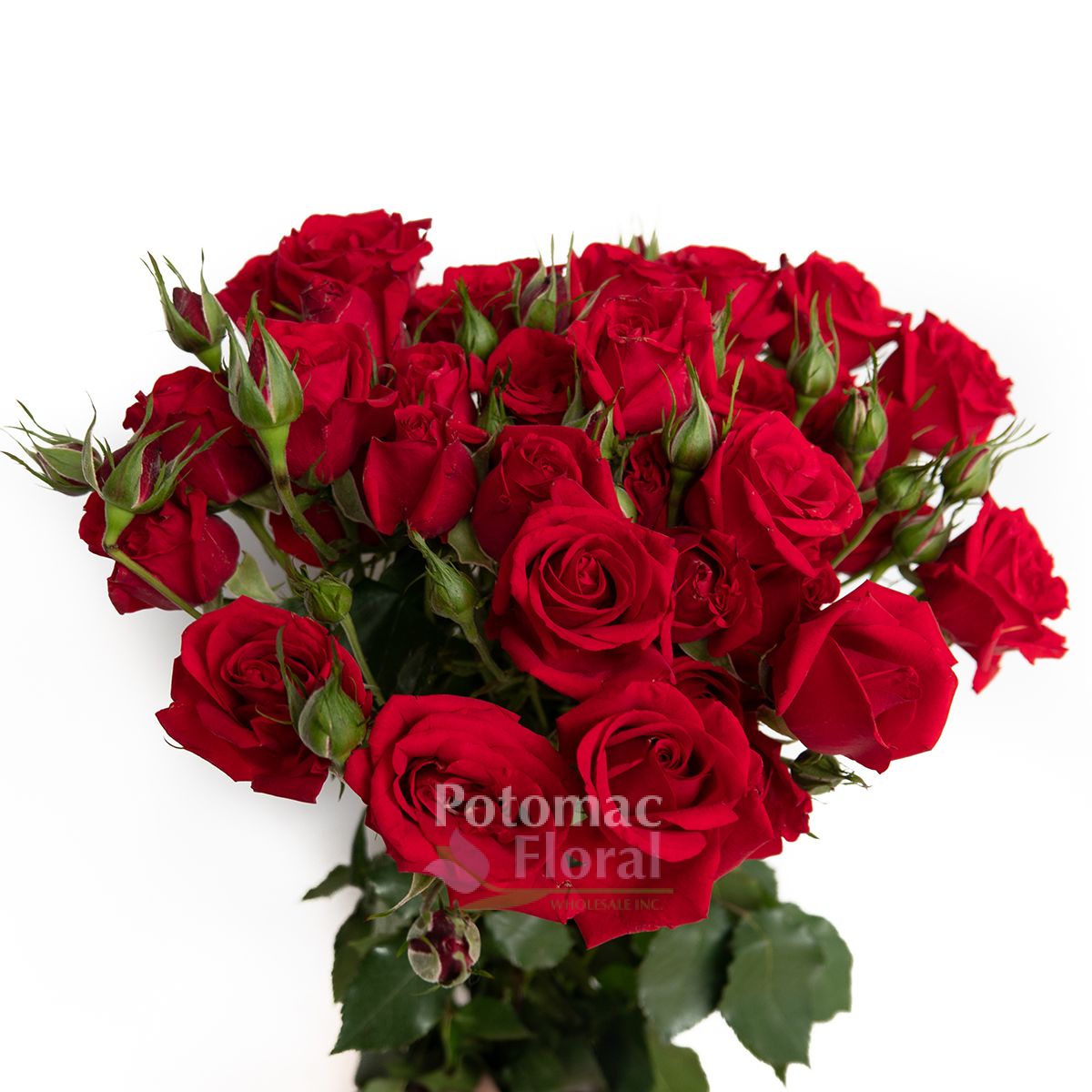 Scarlet Red Spray Rose - Potomac Floral Wholesale