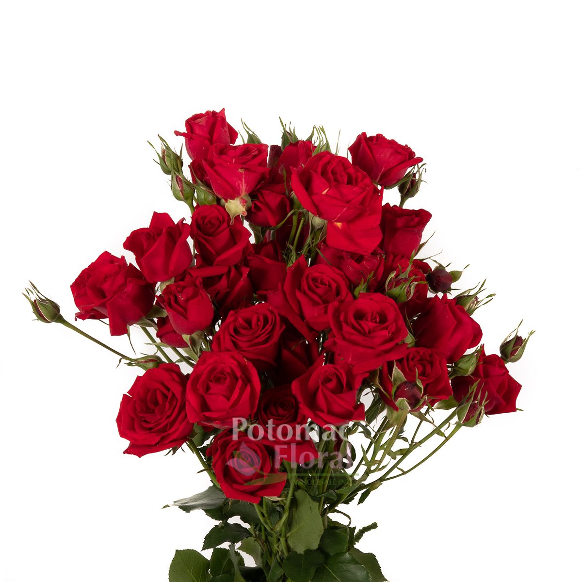 Scarlet Red Spray Rose - Potomac Floral Wholesale
