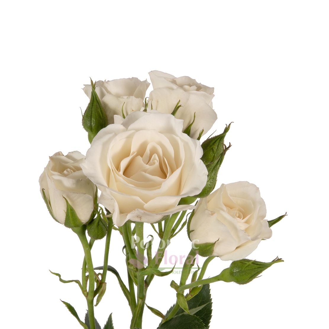 White Majolika Spray Rose White Blush - Potomac Floral Wholesale