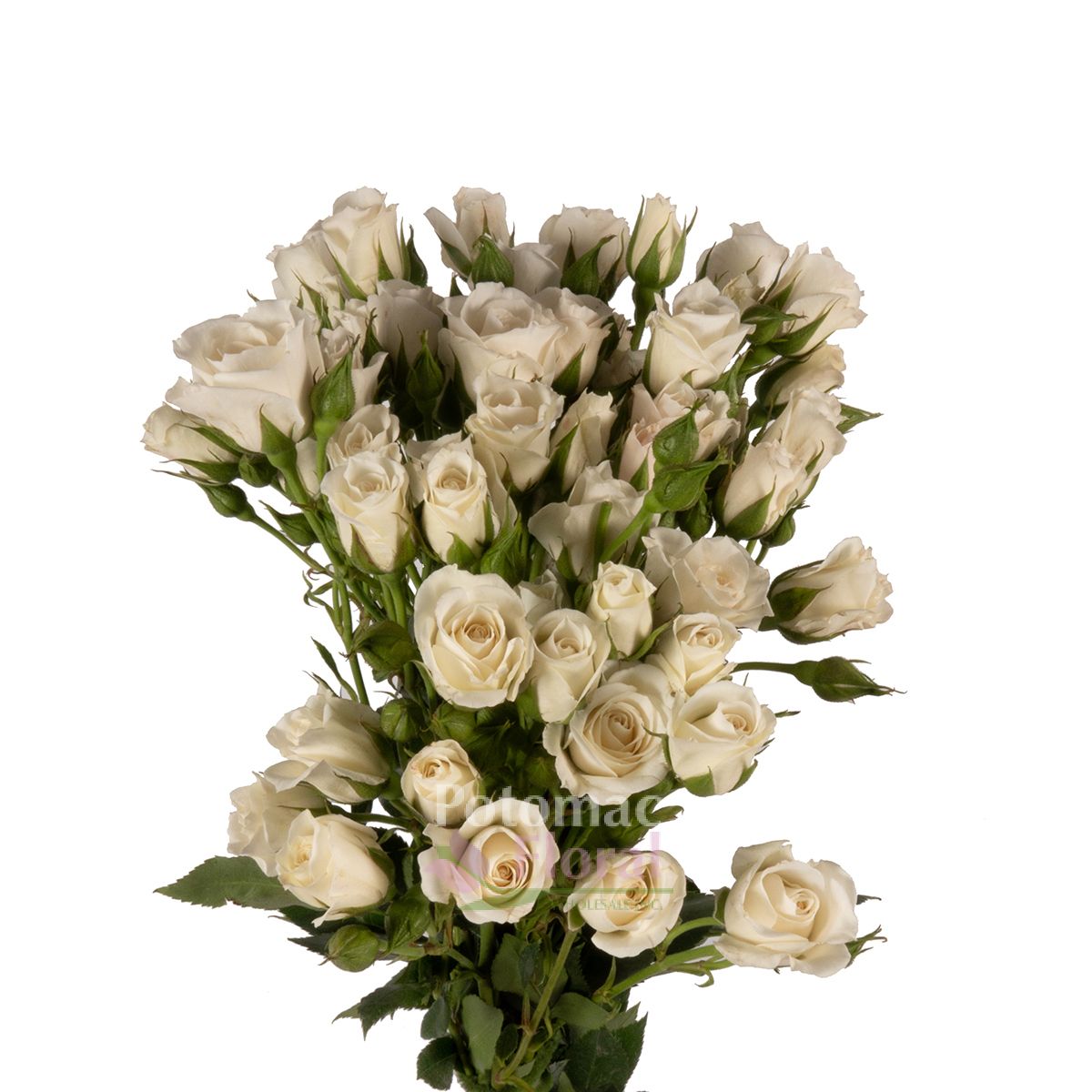 White Majolika Spray Rose White Blush - Potomac Floral Wholesale