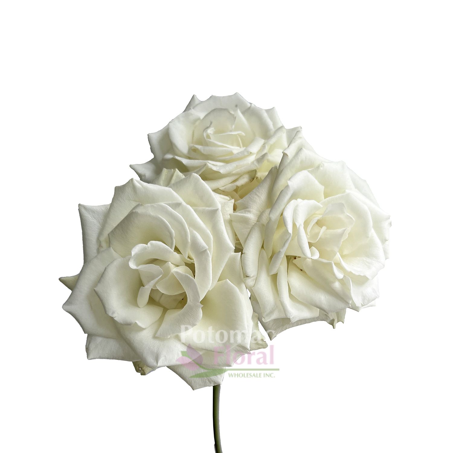 Snow Angels - Big Heads Open Wide White Spray Rose - Potomac Floral ...