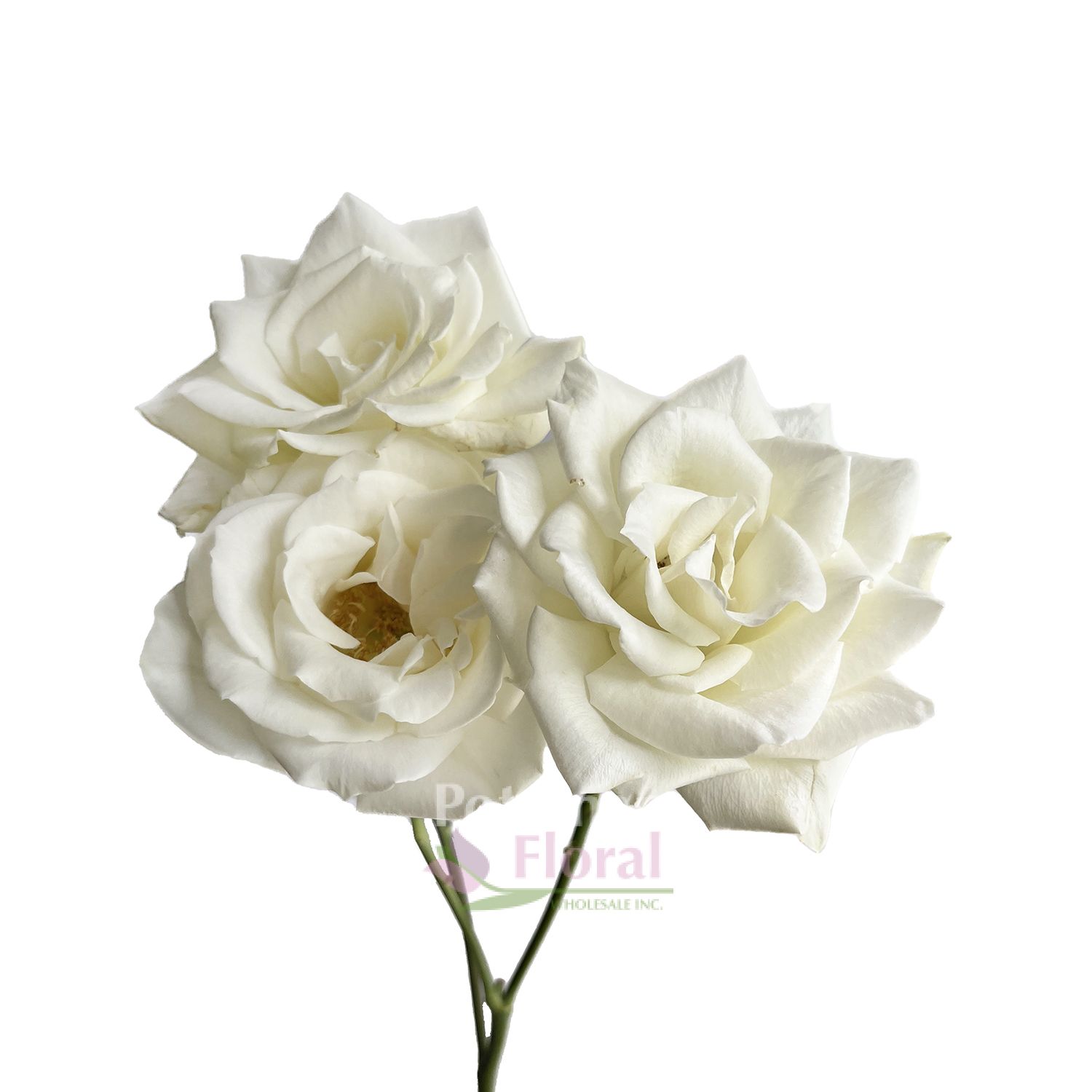Snow Angels - Big Heads Open Wide White Spray Rose - Potomac Floral ...
