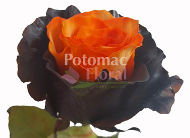 Halloween Tinted Orange Black, 60cm - Potomac Floral Wholesale