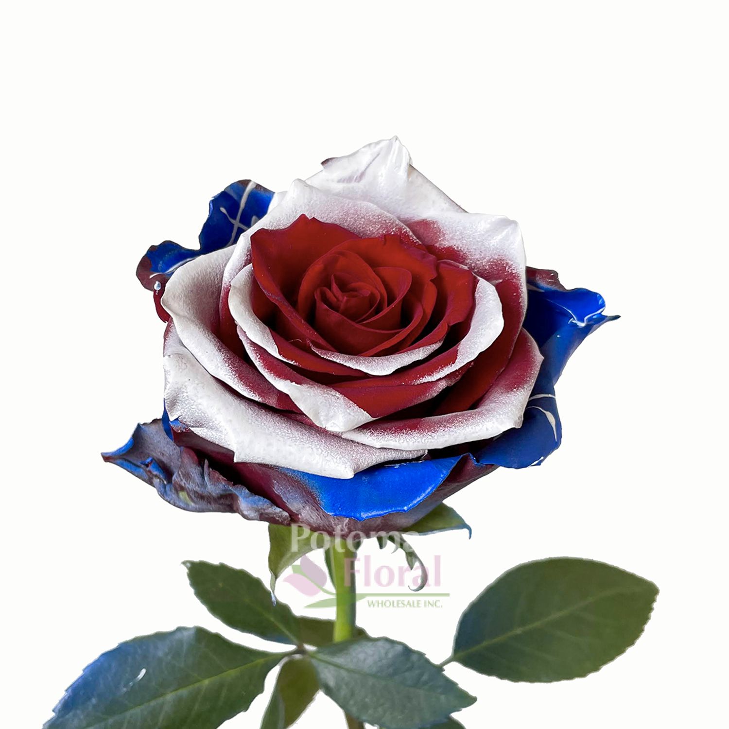 Star Spangled Banner Tinted Rose, 60cm - Potomac Floral Wholesale