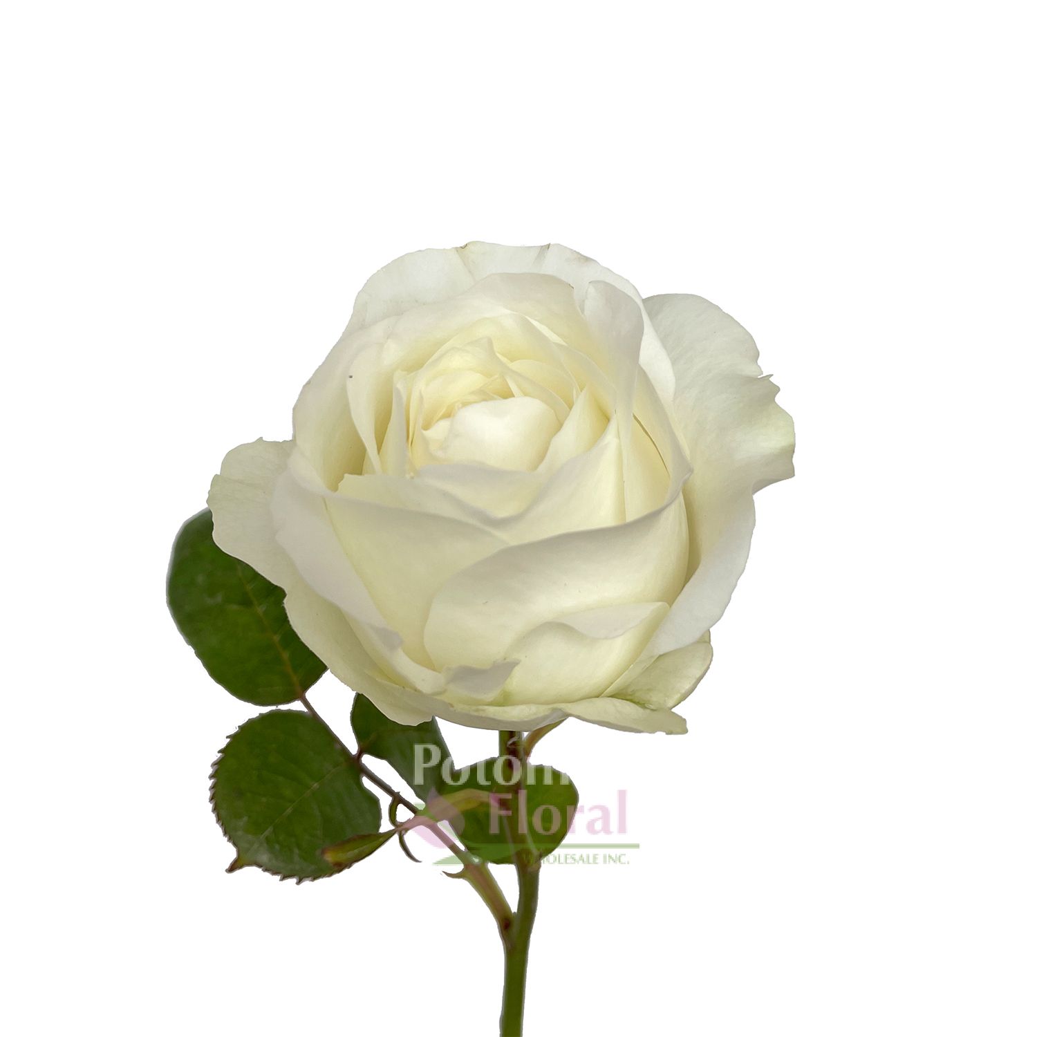 Akito Rose White, 60cm - Potomac Floral Wholesale