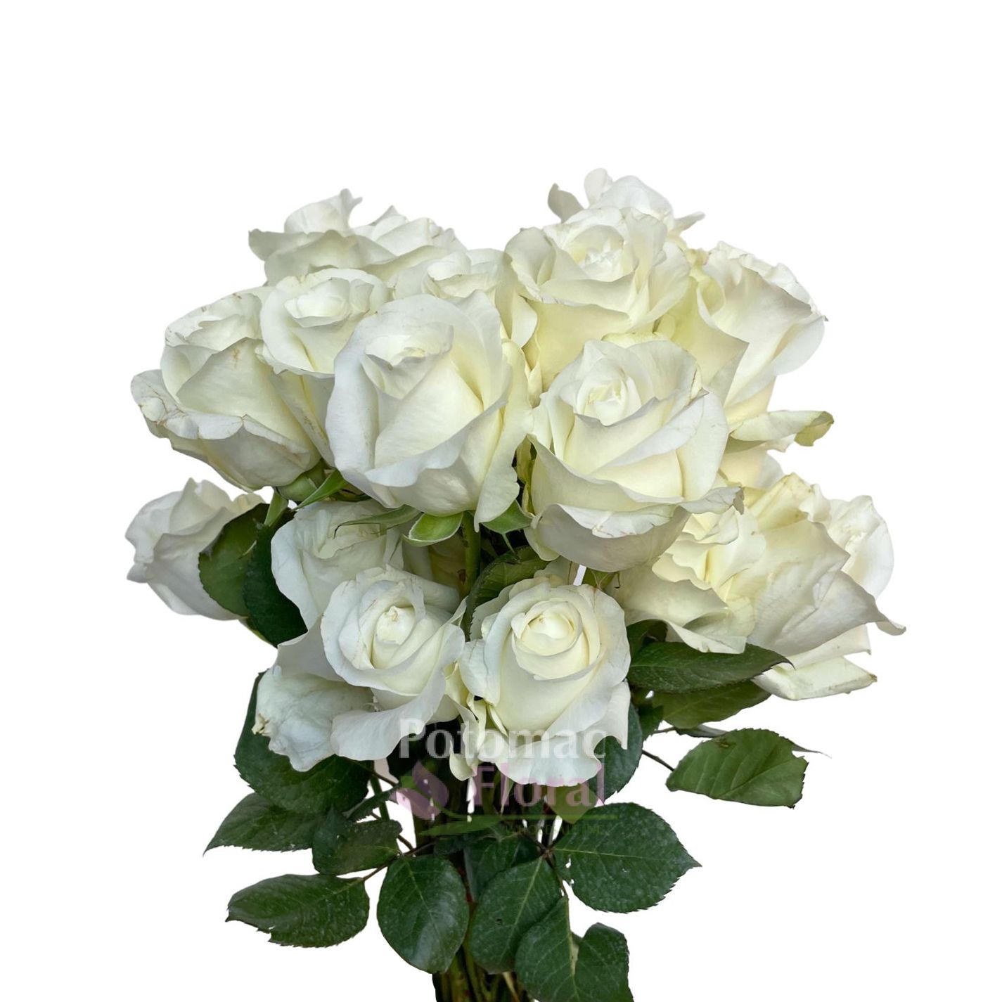 Akito Rose White, 40 cm - Potomac Floral Wholesale