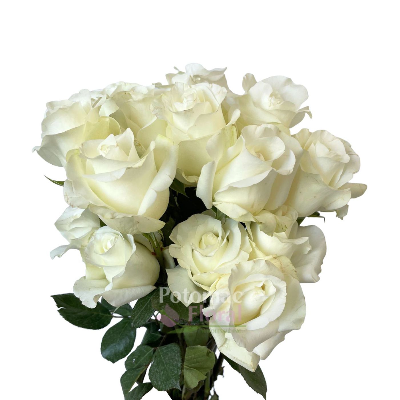 Akito Rose White, 40 cm - Potomac Floral Wholesale