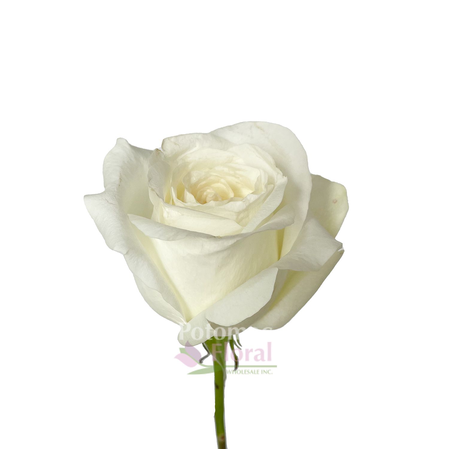 Akito Rose White, 40 cm - Potomac Floral Wholesale