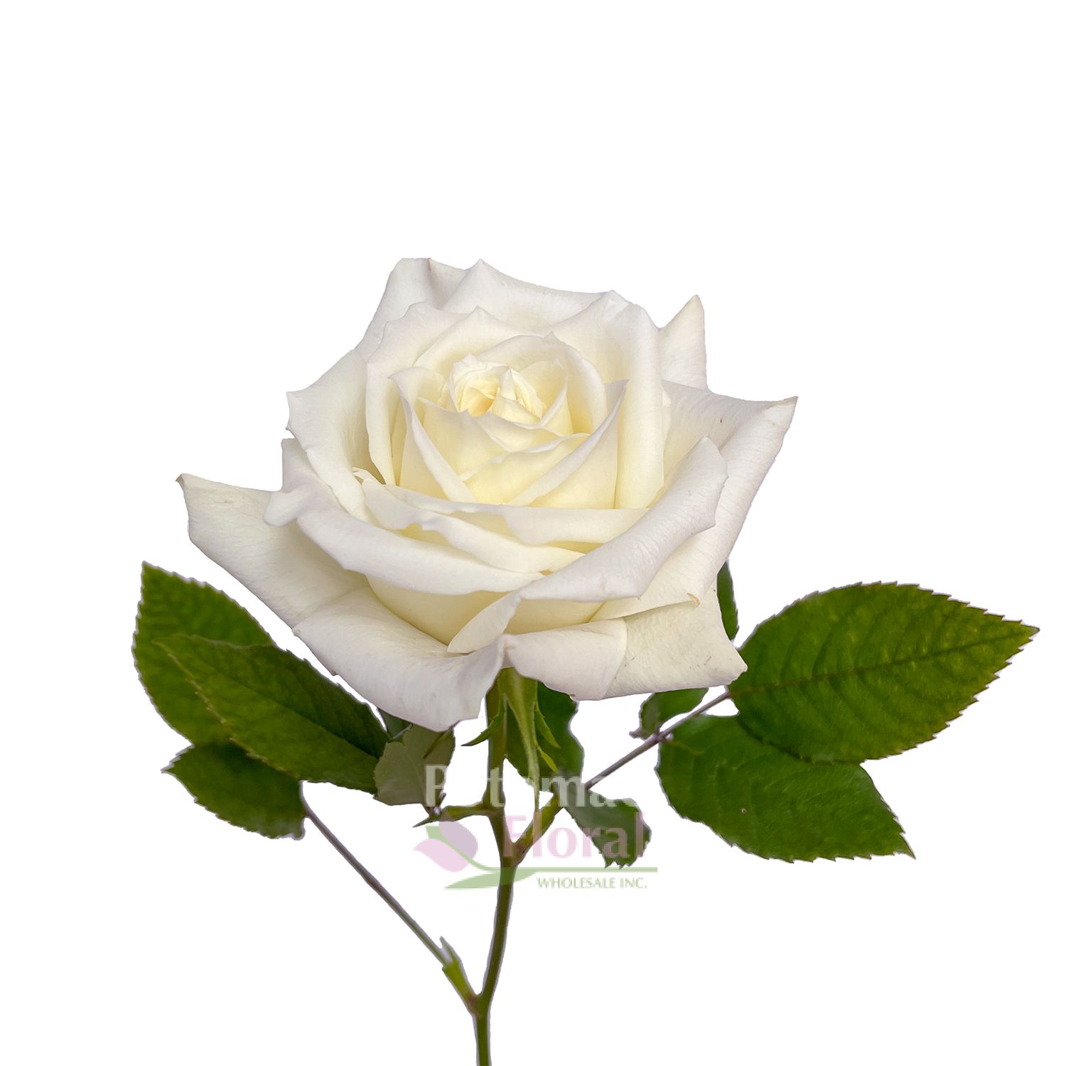 Eskimo Rose White, 60 cm - Potomac Floral Wholesale
