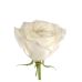 Eskimo Rose White, 40 cm - Potomac Floral Wholesale