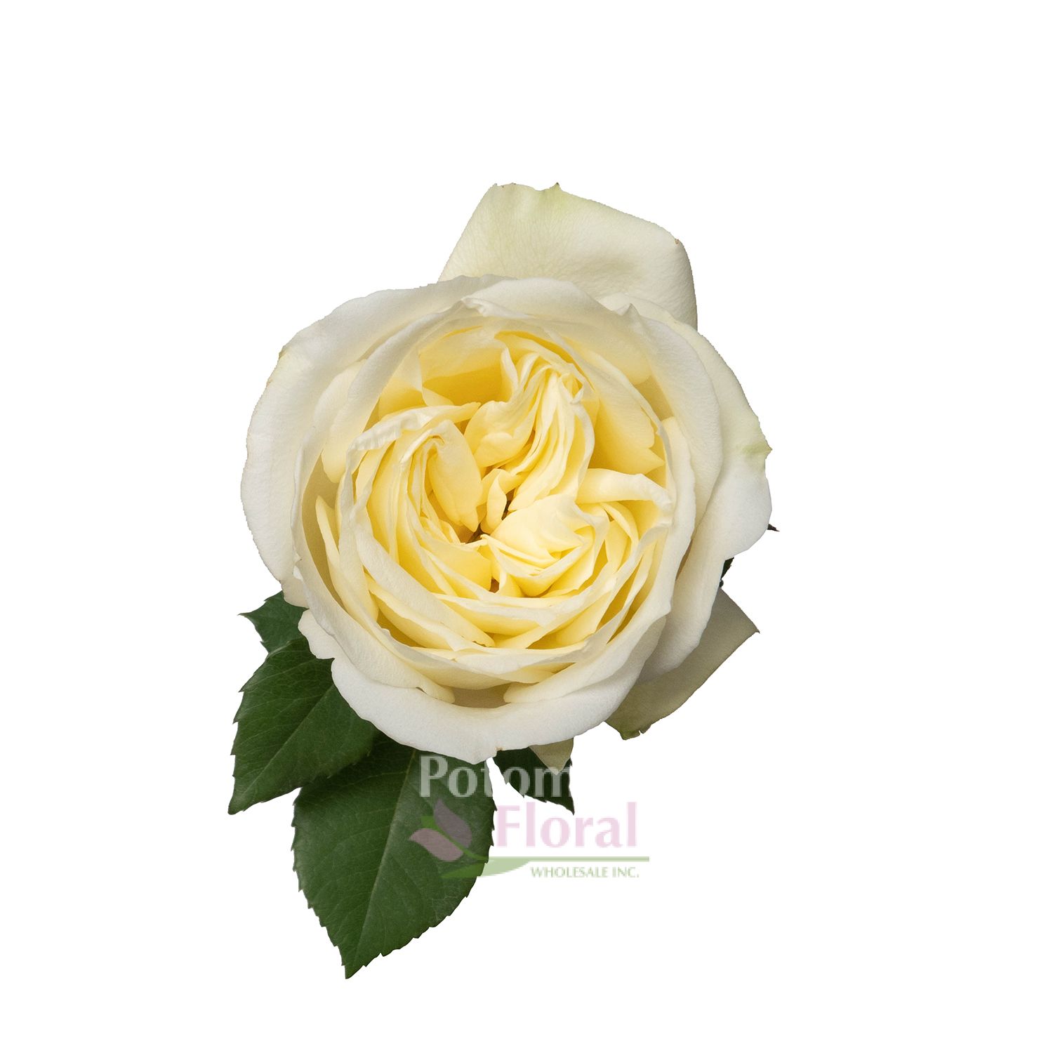 Polo Rose White, 40 cm - Potomac Floral Wholesale