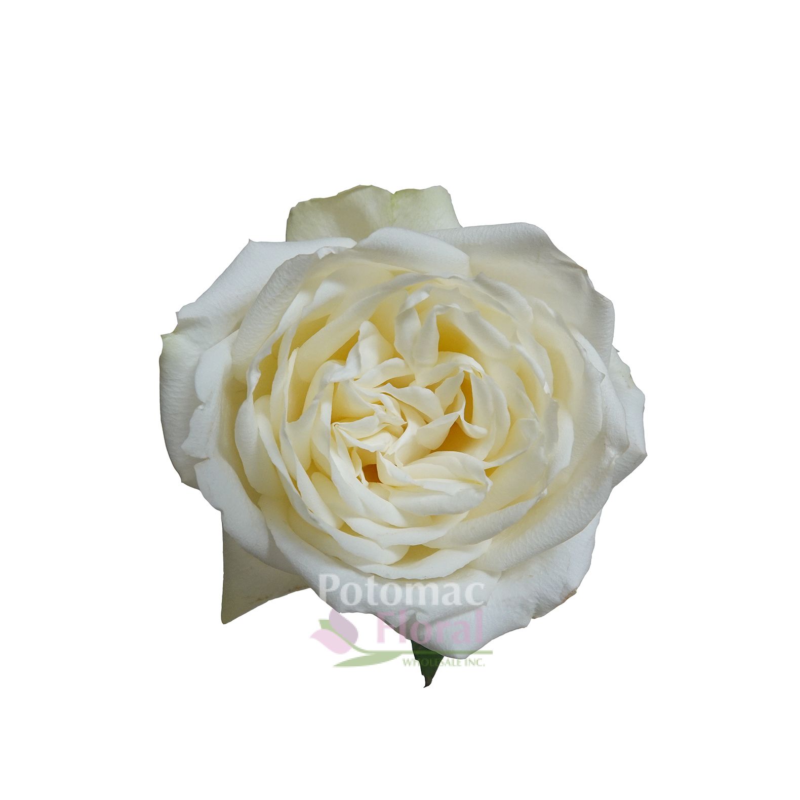 Polo Rose White, 40 cm - Potomac Floral Wholesale