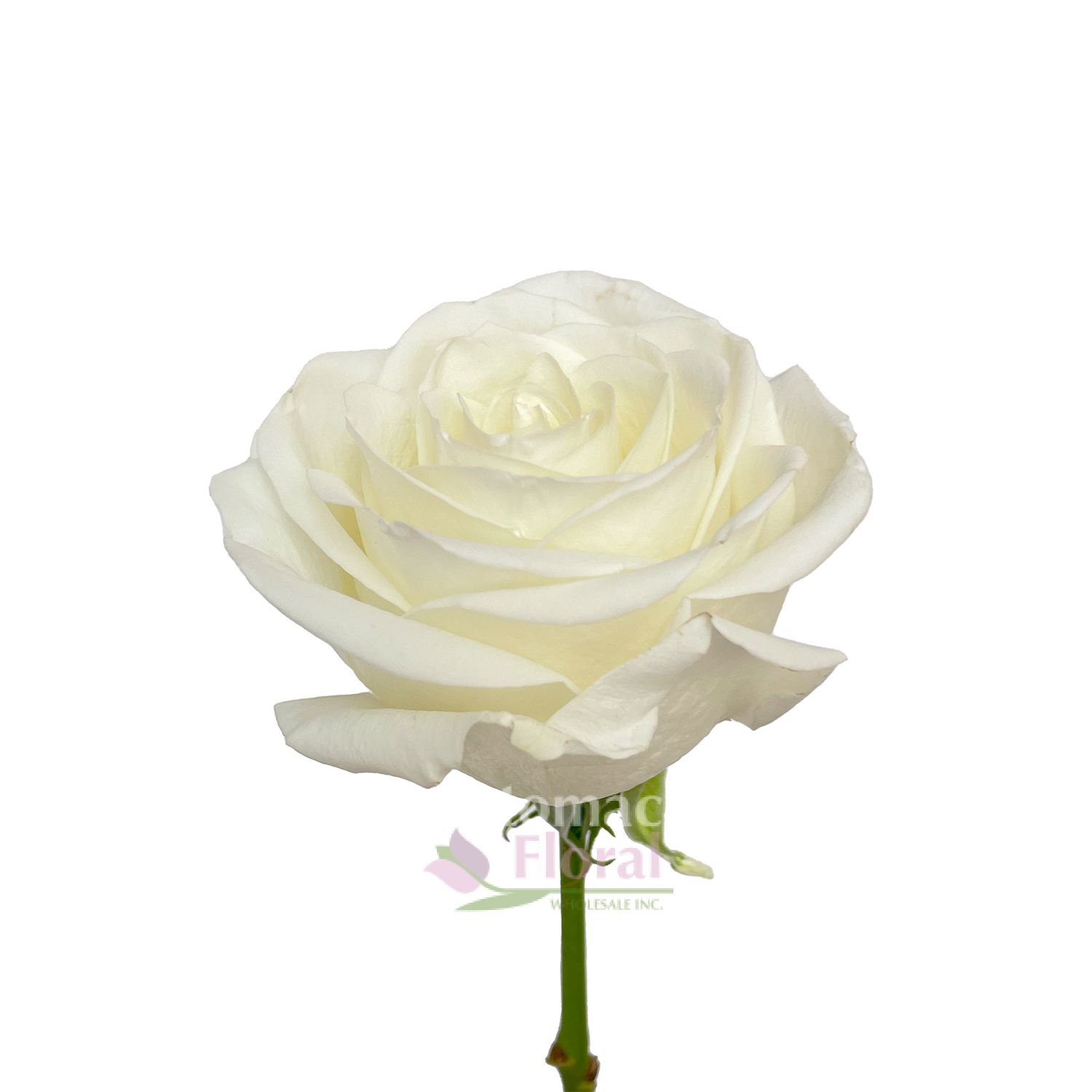White Tibet Rose, 40 cm - Potomac Floral Wholesale