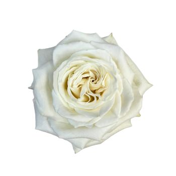 Playa Blanca Rose White, 60 cm (White Beach) - Potomac Floral Wholesale