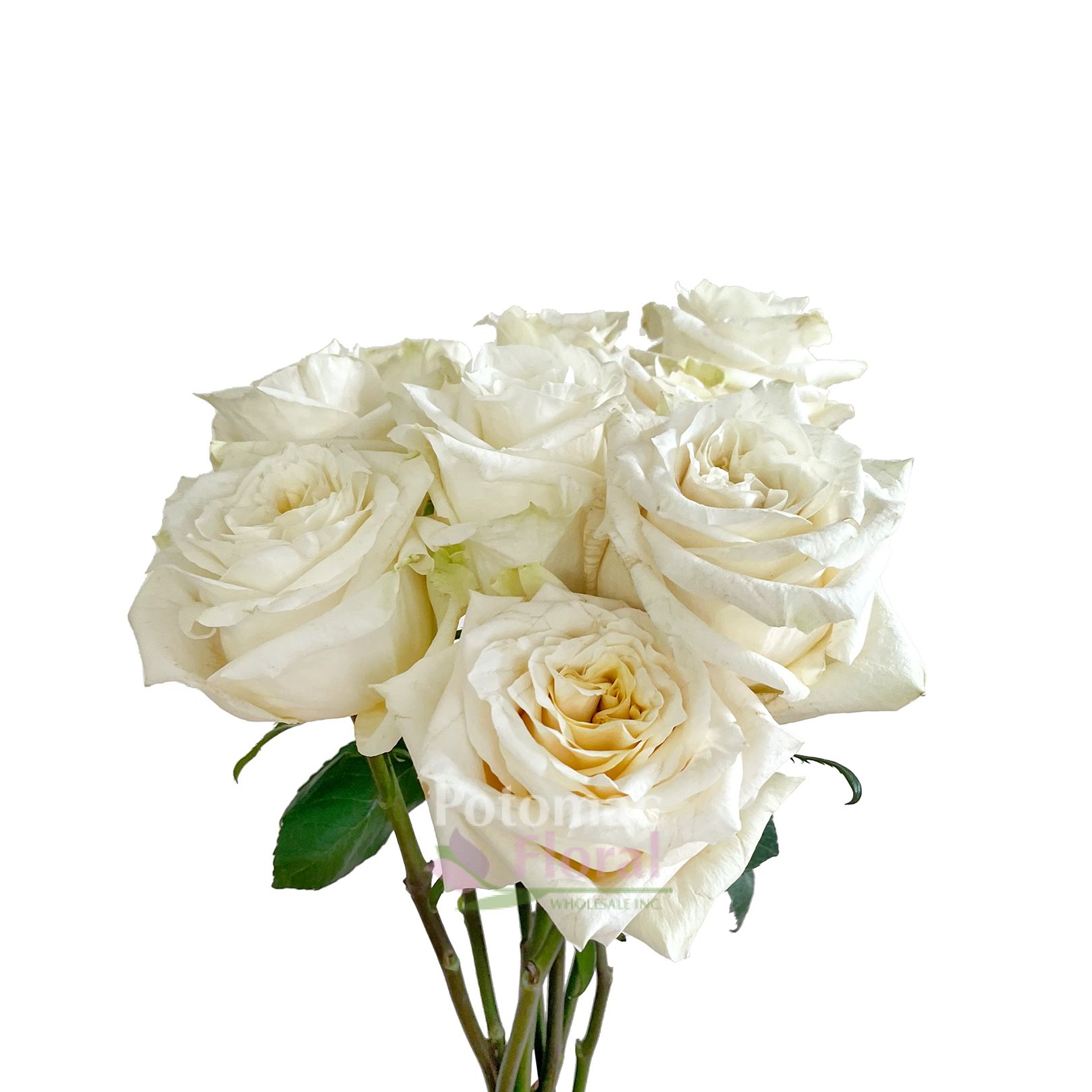 White Shimmer Rose White, 50 cm - Potomac Floral Wholesale