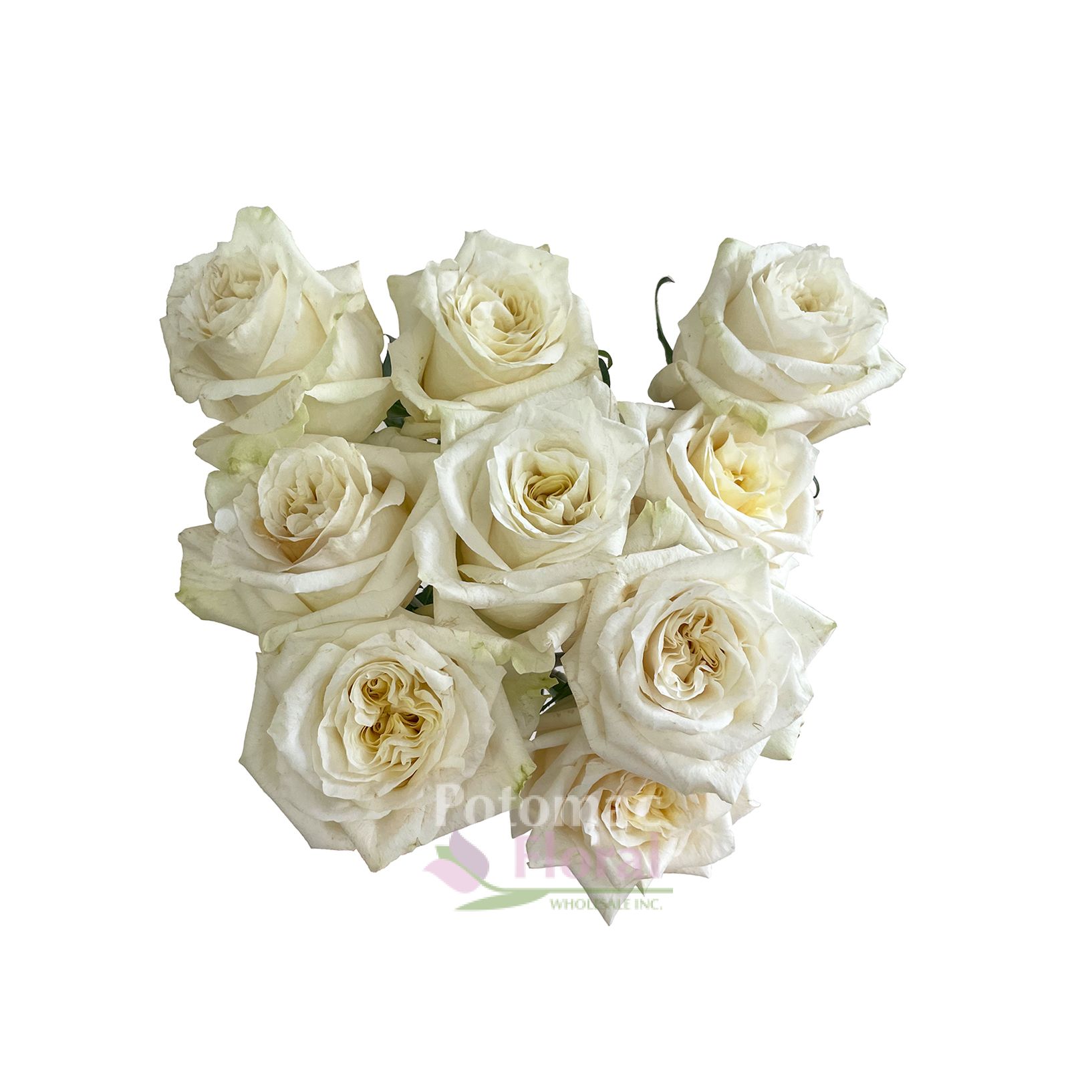 White Shimmer Rose White, 50 cm - Potomac Floral Wholesale